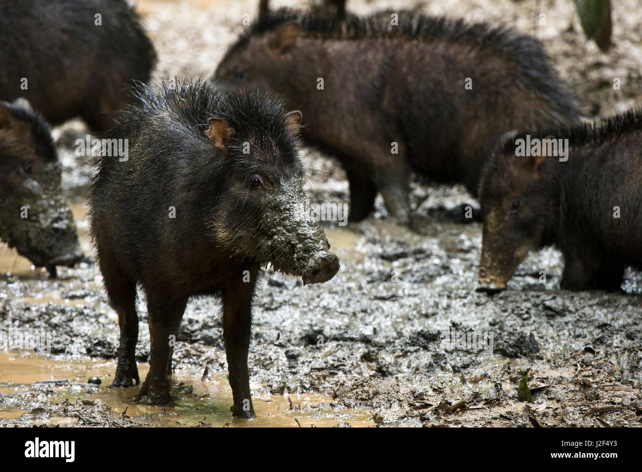 White-lipped Peccary (Tayassu pecari) at saltlick, Yasuni National Park ...