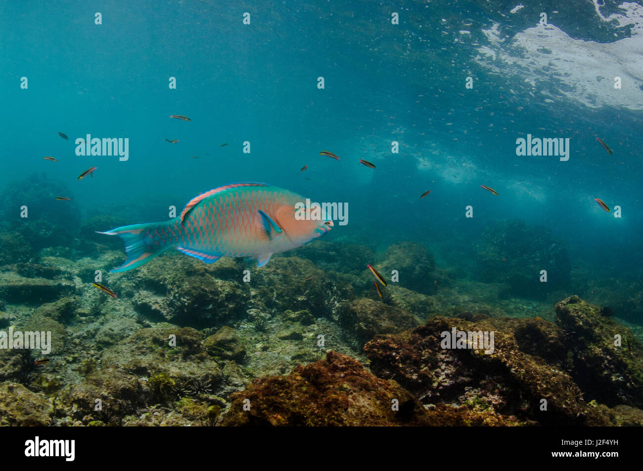 Blue chin parrotfish hi-res stock photography and images - Alamy