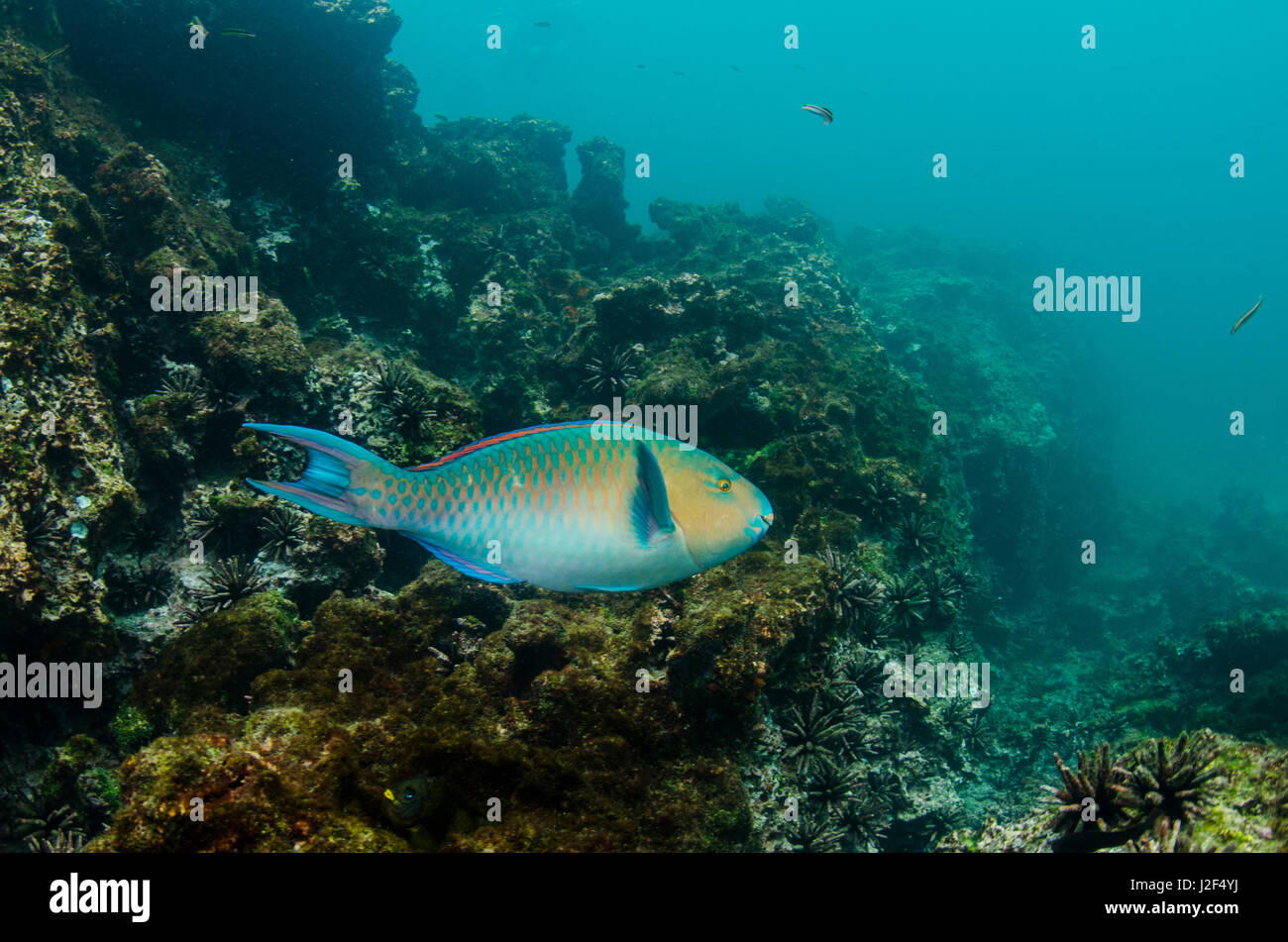 Blue-chin Parrotfish (Scarus ghobban) Galapagos Islands, Ecuador Stock ...