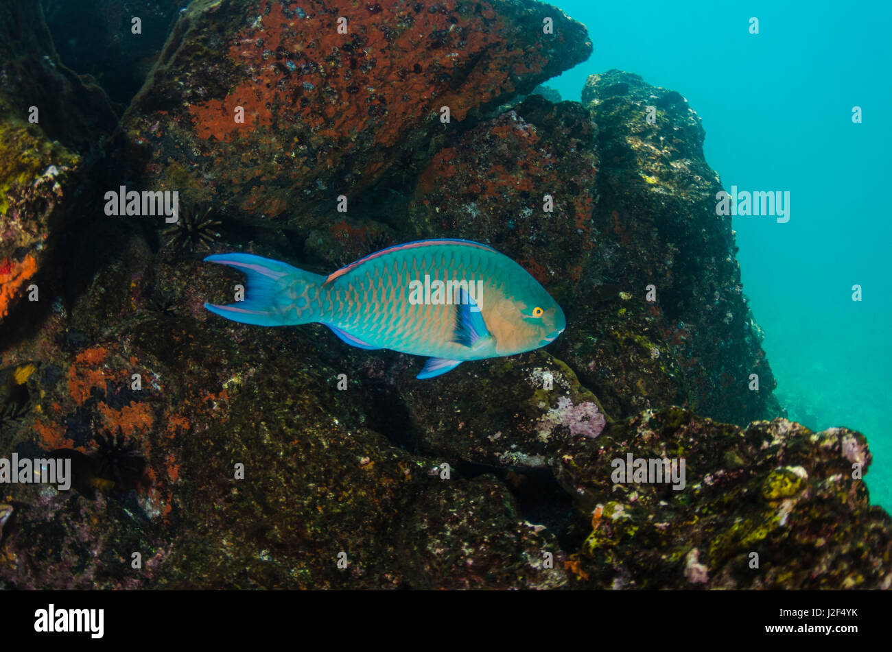 Blue chin parrotfish hi-res stock photography and images - Alamy