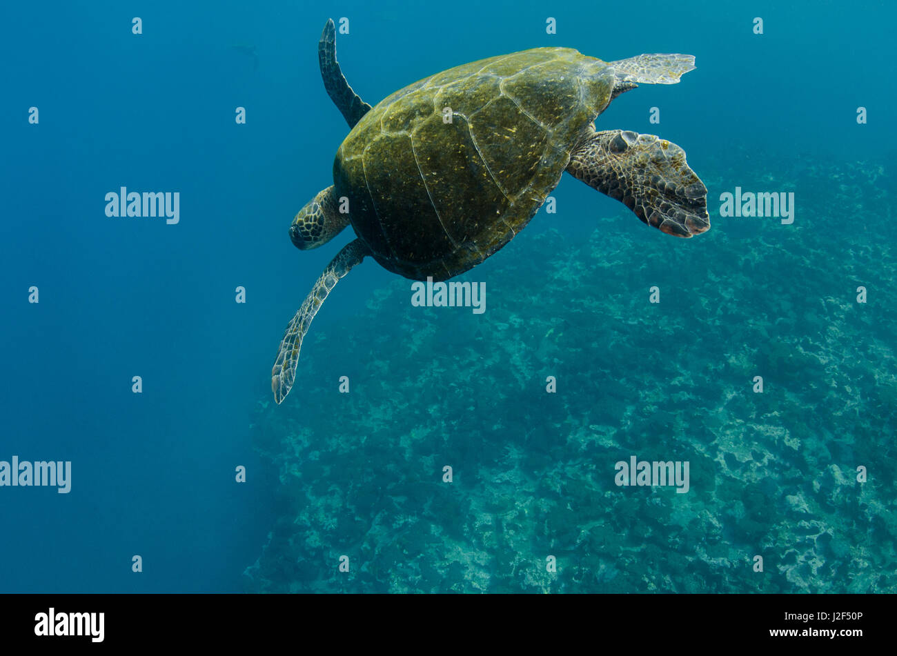 Galapagos Green Sea Turtle (Chelonia mydas agassizi) underwater ...