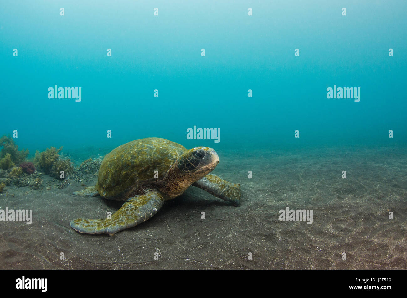 Galapagos Green Sea Turtle (Chelonia mydas agassizi) underwater ...