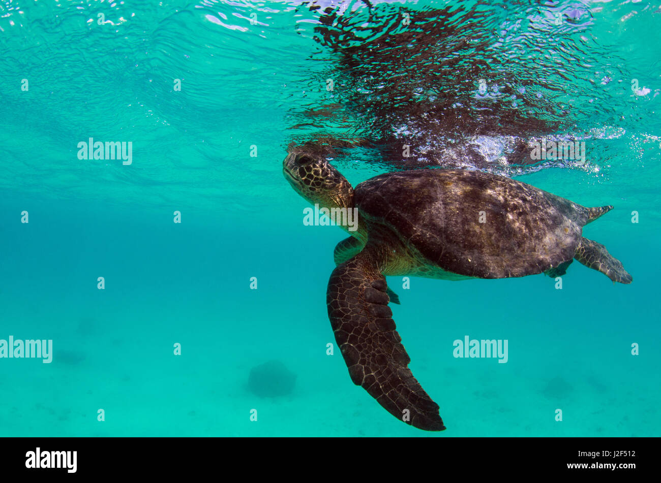 Galapagos Green Sea Turtle (Chelonia mydas agassizi) underwater ...
