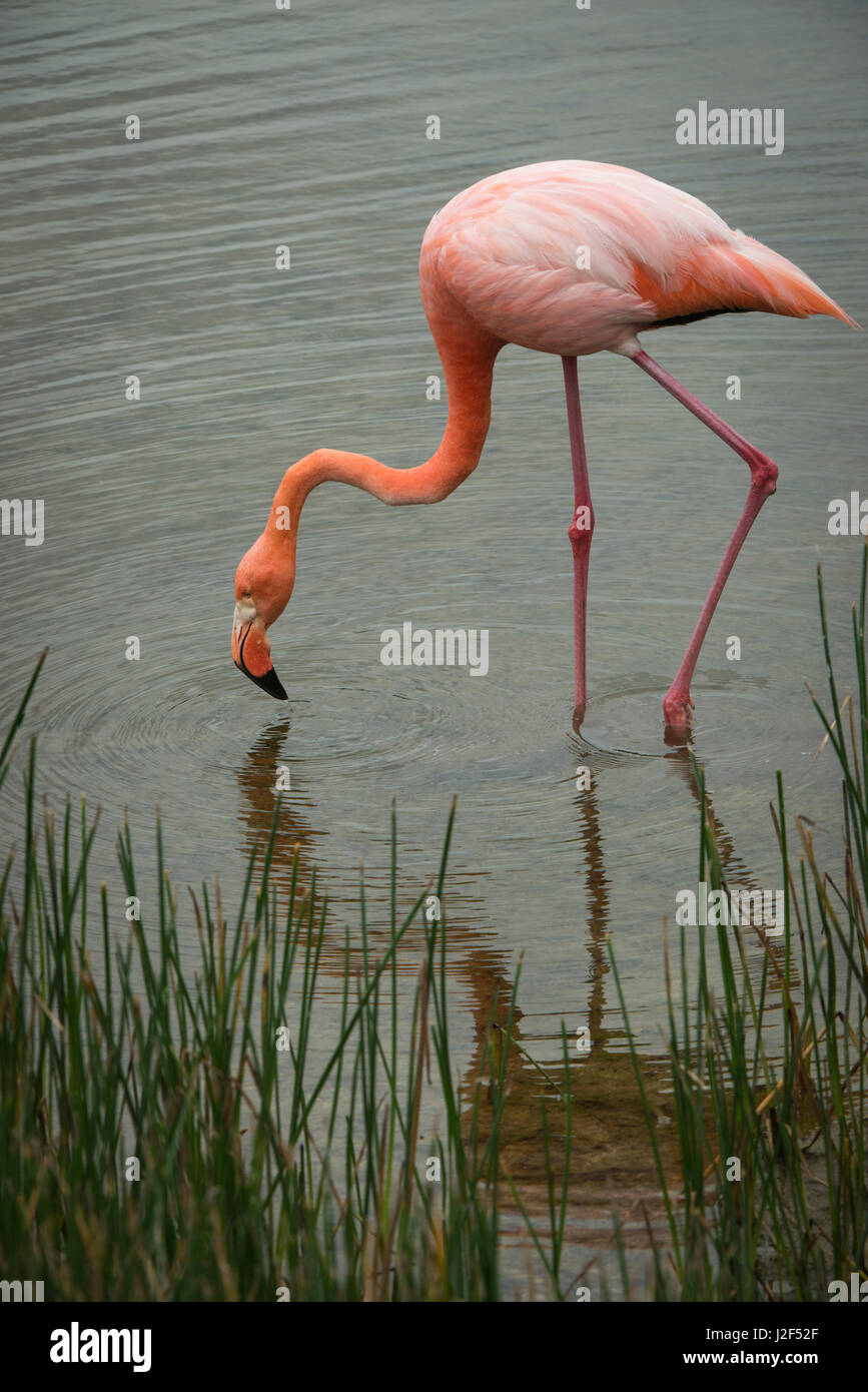 Greater Flamingo (Phoenicopterus ruber) Punta Moreno Isabela Island ...