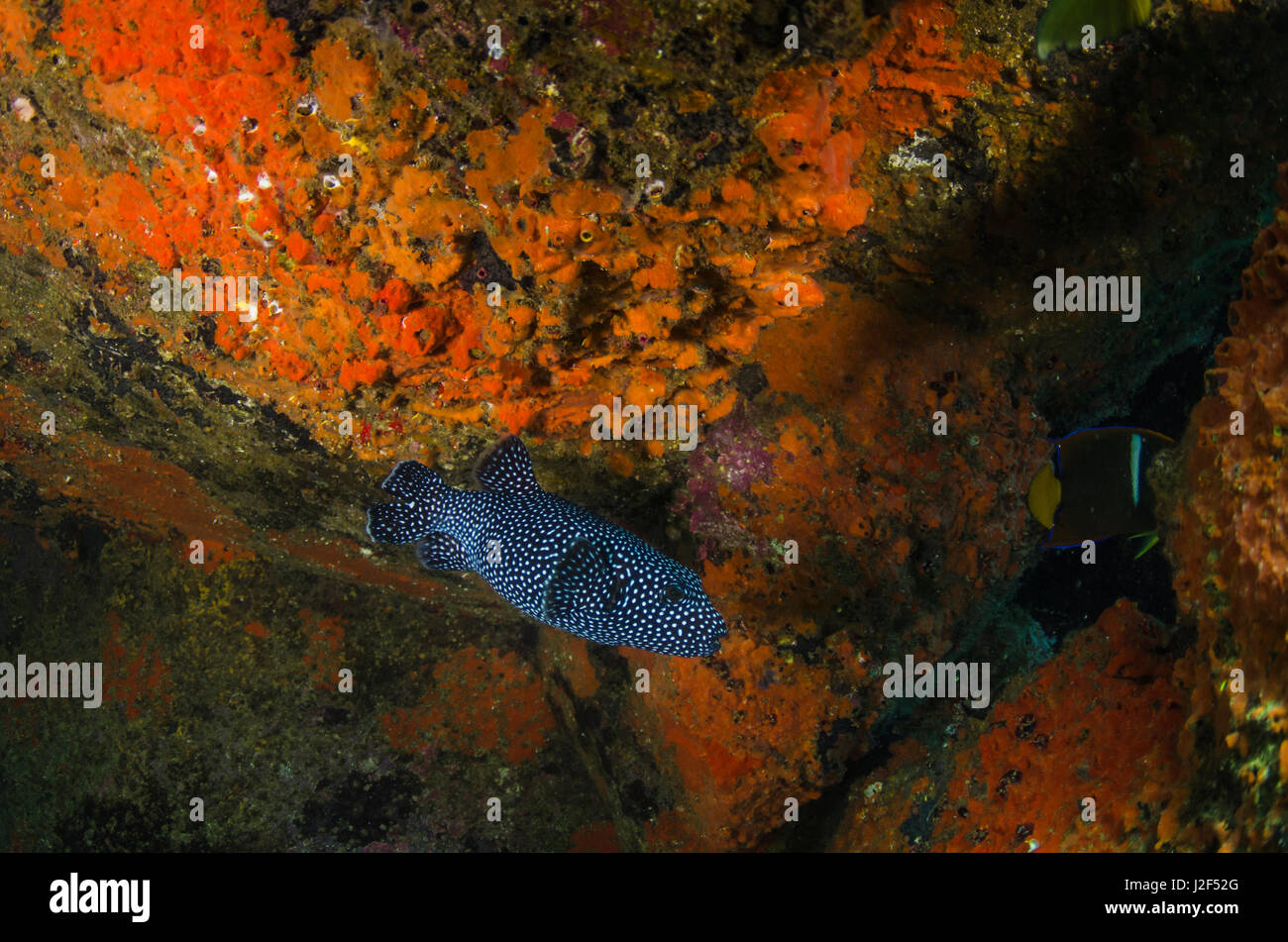 Guinea fowl Pufferfish (Arothron Meleagris) Galapagos Islands, Ecuador ...