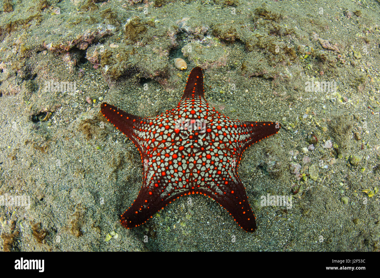 Panamic Cushion Star (Pentaceraster cummingi) Galapagos Islands ...