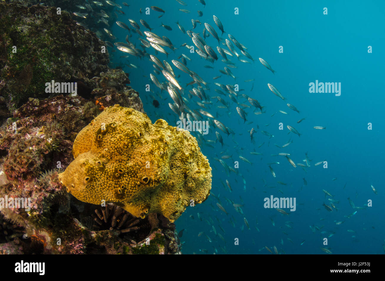 Sponge porifera galapagos islands hi-res stock photography and images ...