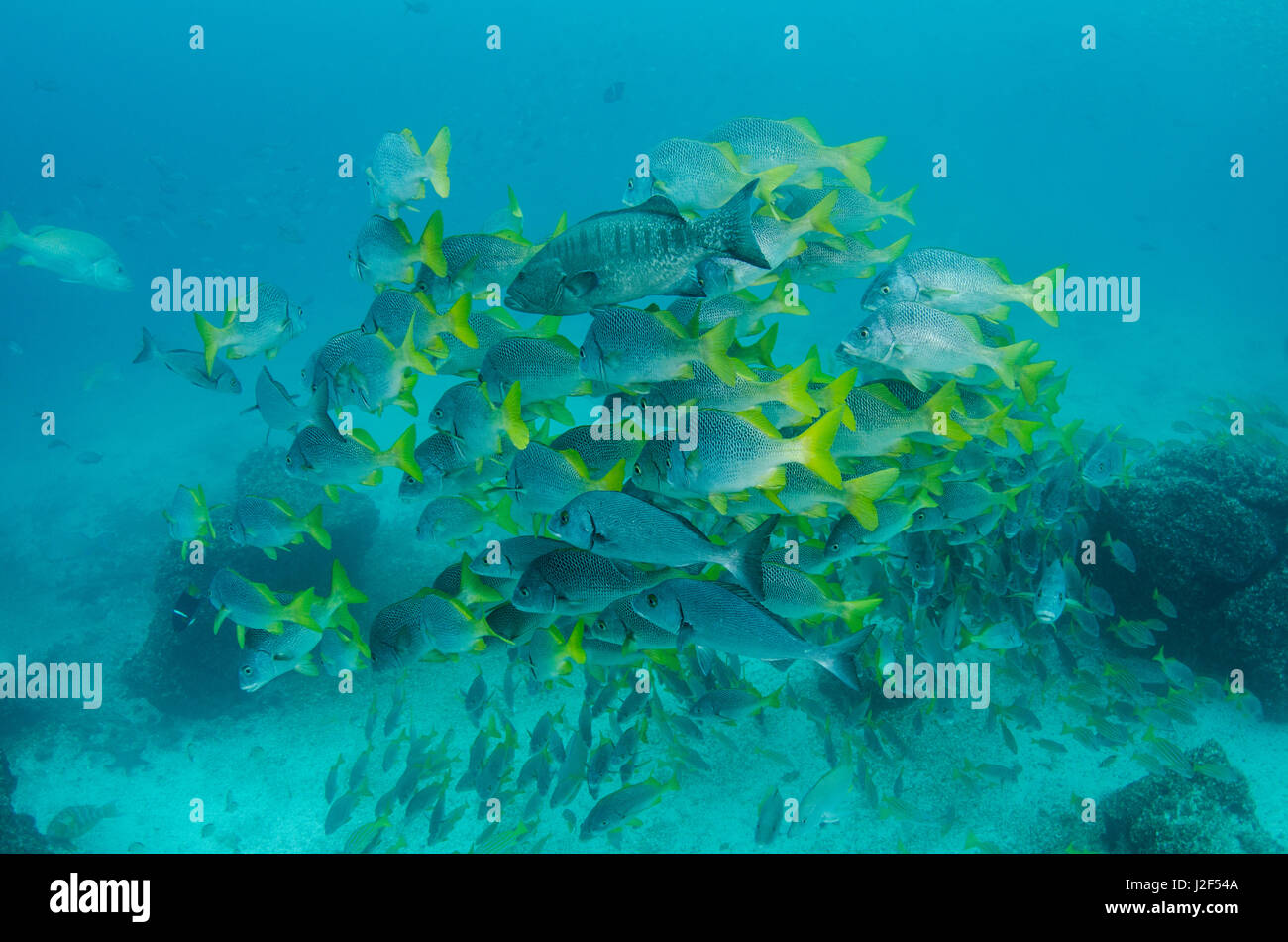 Yellowtail Grunt (Anisotremus interruptus) and Dog Snapper (Lutjanus ...