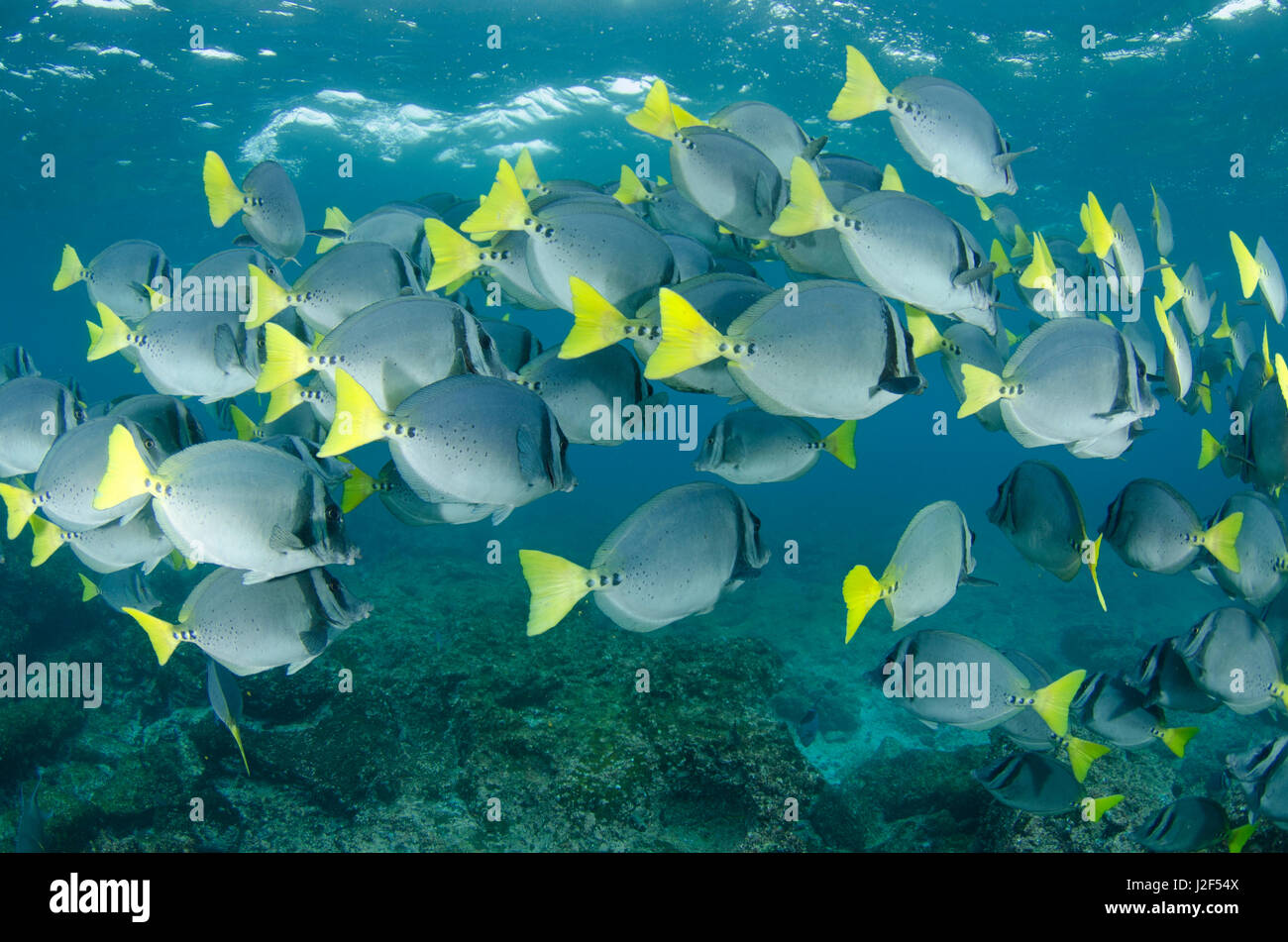 Yellowtail Surgeonfish (Prionurus laticlavus), Galapagos Islands ...