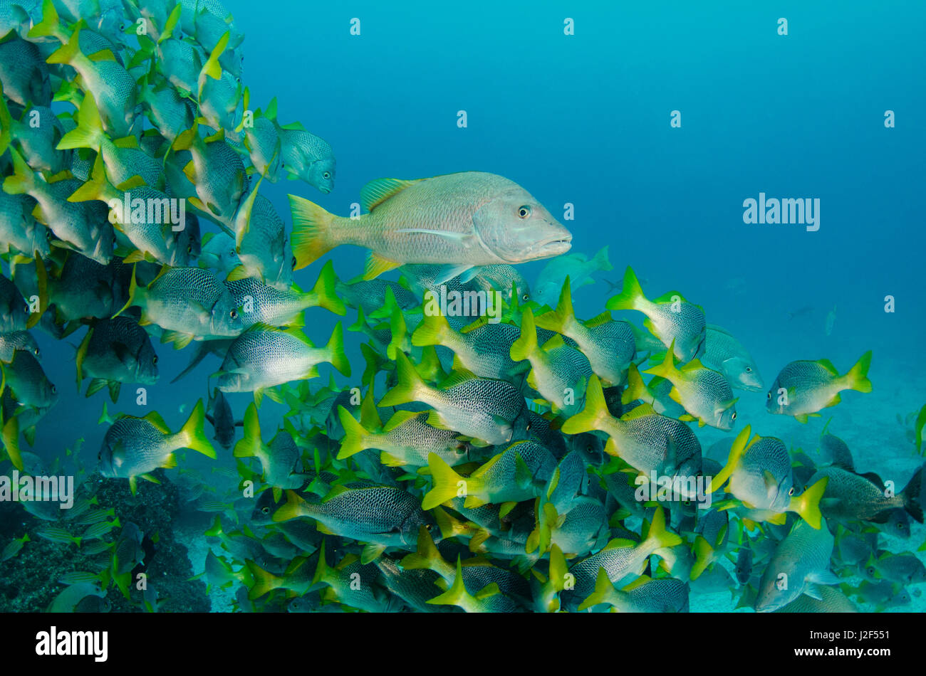 Yellowtail Grunt (Anisotremus interruptus) and Yellow Snapper (Lutjanus ...
