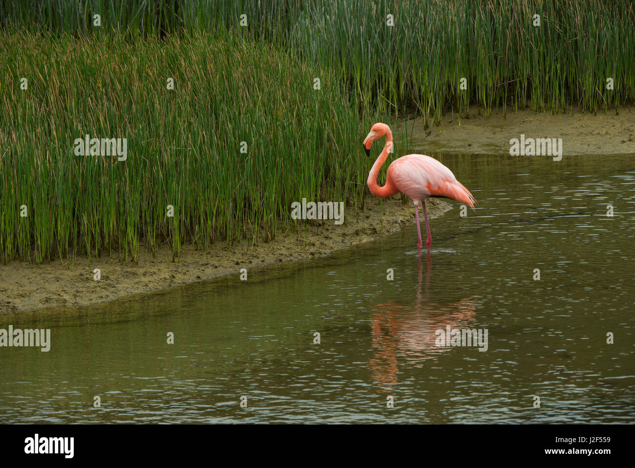 Greater Flamingo (Phoenicopterus ruber) Punta Moreno Isabela Island ...