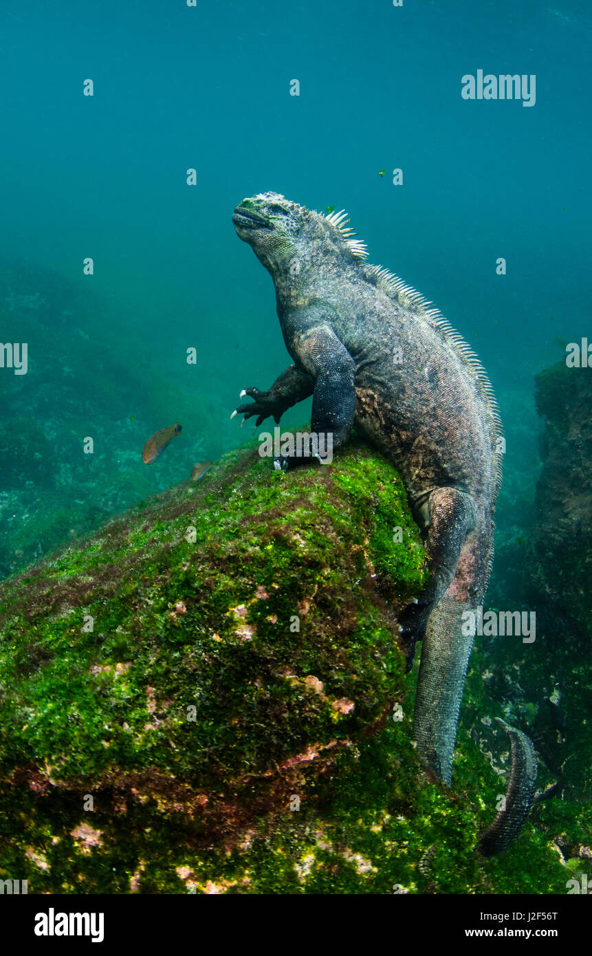 Marine Iguana Underwater