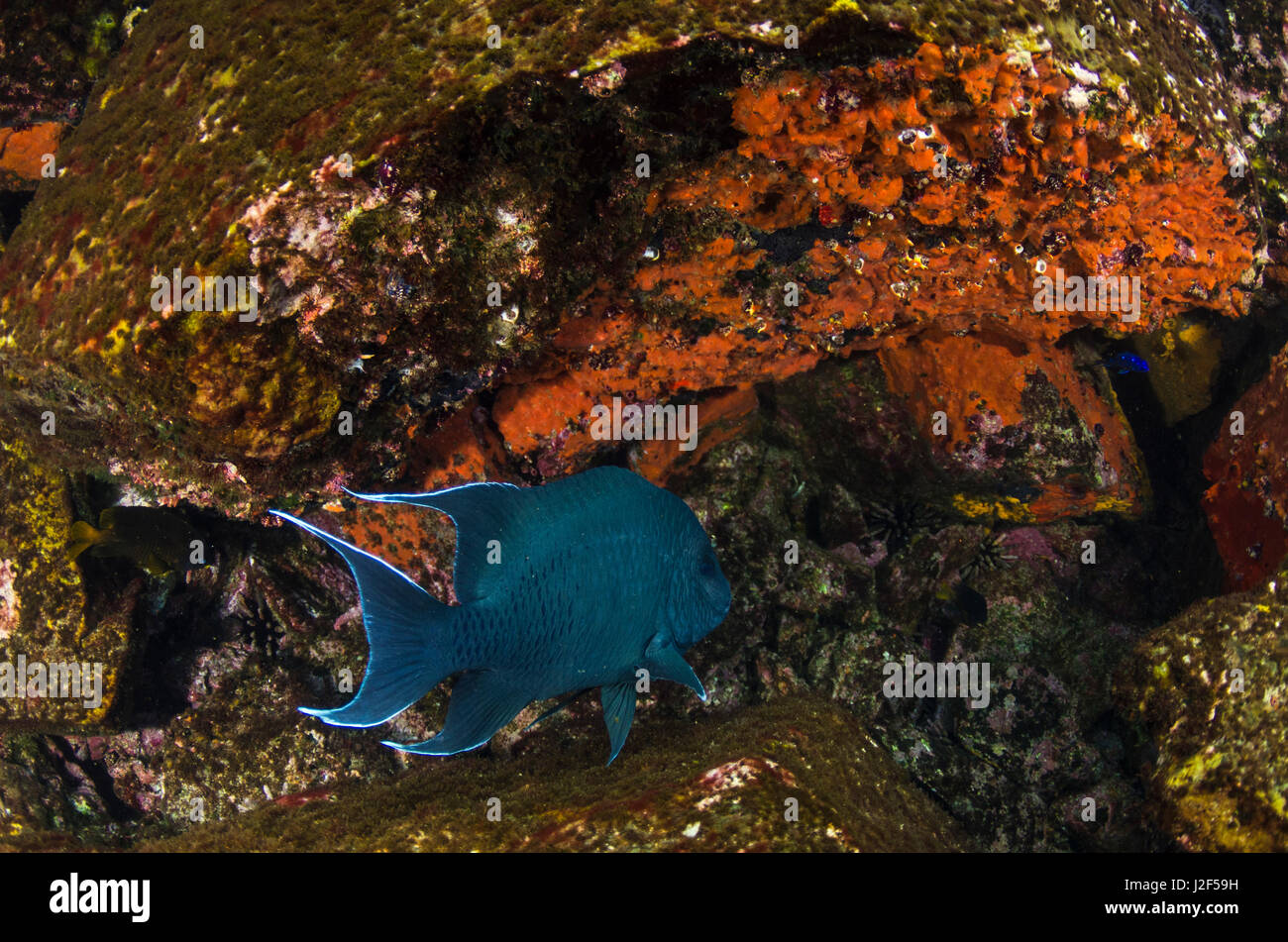 Giant Damselfish (Microspathodon dorsalis), Galapagos Islands, Ecuador ...
