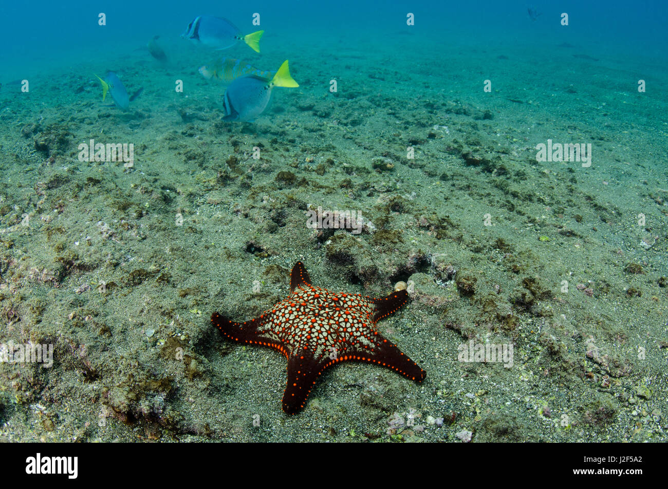 Panamic Cushion Star (Pentaceraster cummingi), Galapagos Islands ...