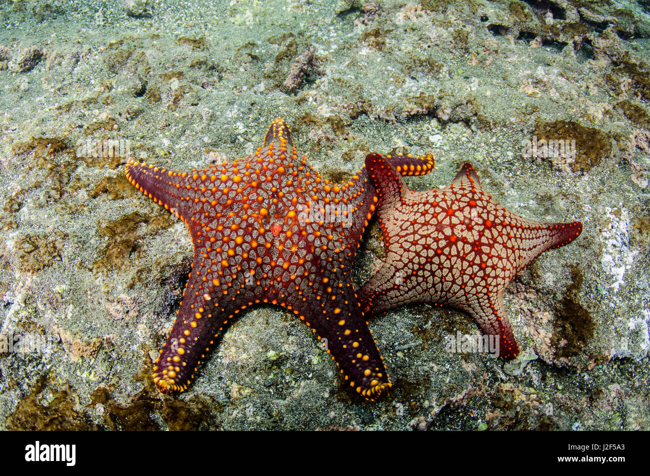 Panamic Cushion Star (Pentaceraster cummingi), Galapagos Islands ...