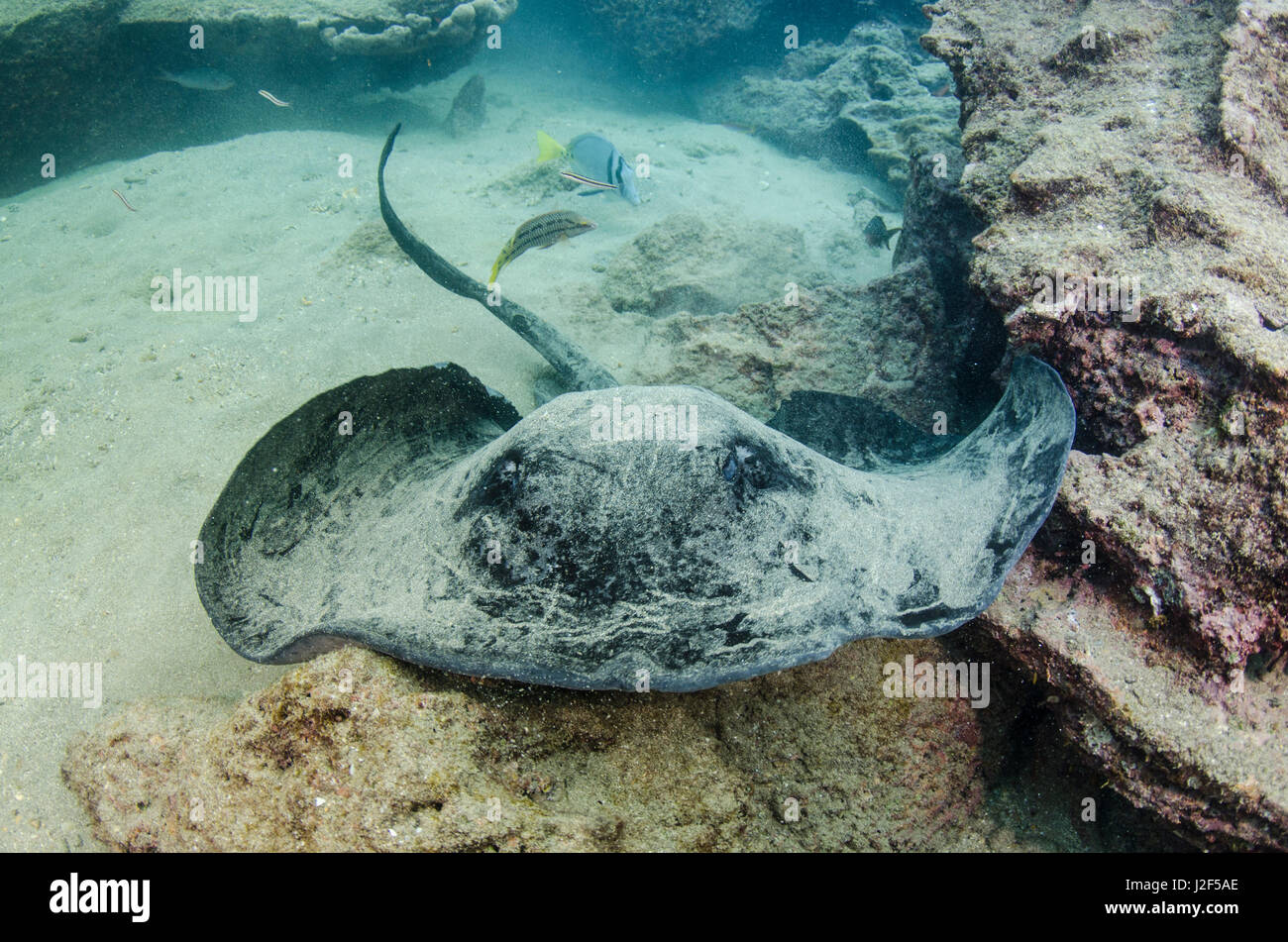 Marbled Ray (Taeniura meyeri), Galapagos Islands, Ecuador Stock Photo ...