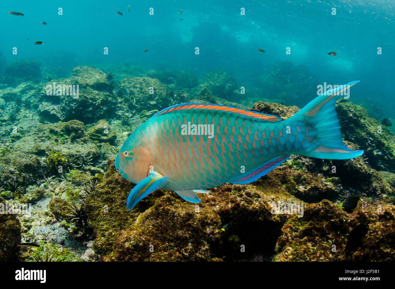Blue chin parrotfish hi-res stock photography and images - Alamy