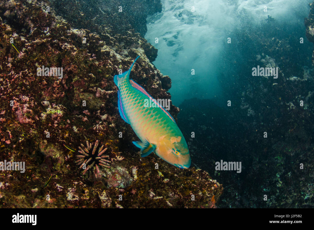 Blue chin parrotfish hi-res stock photography and images - Alamy