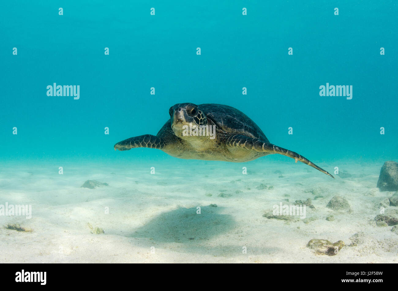 Galapagos Green Sea Turtle (Chelonia mydas agassizi) underwater ...