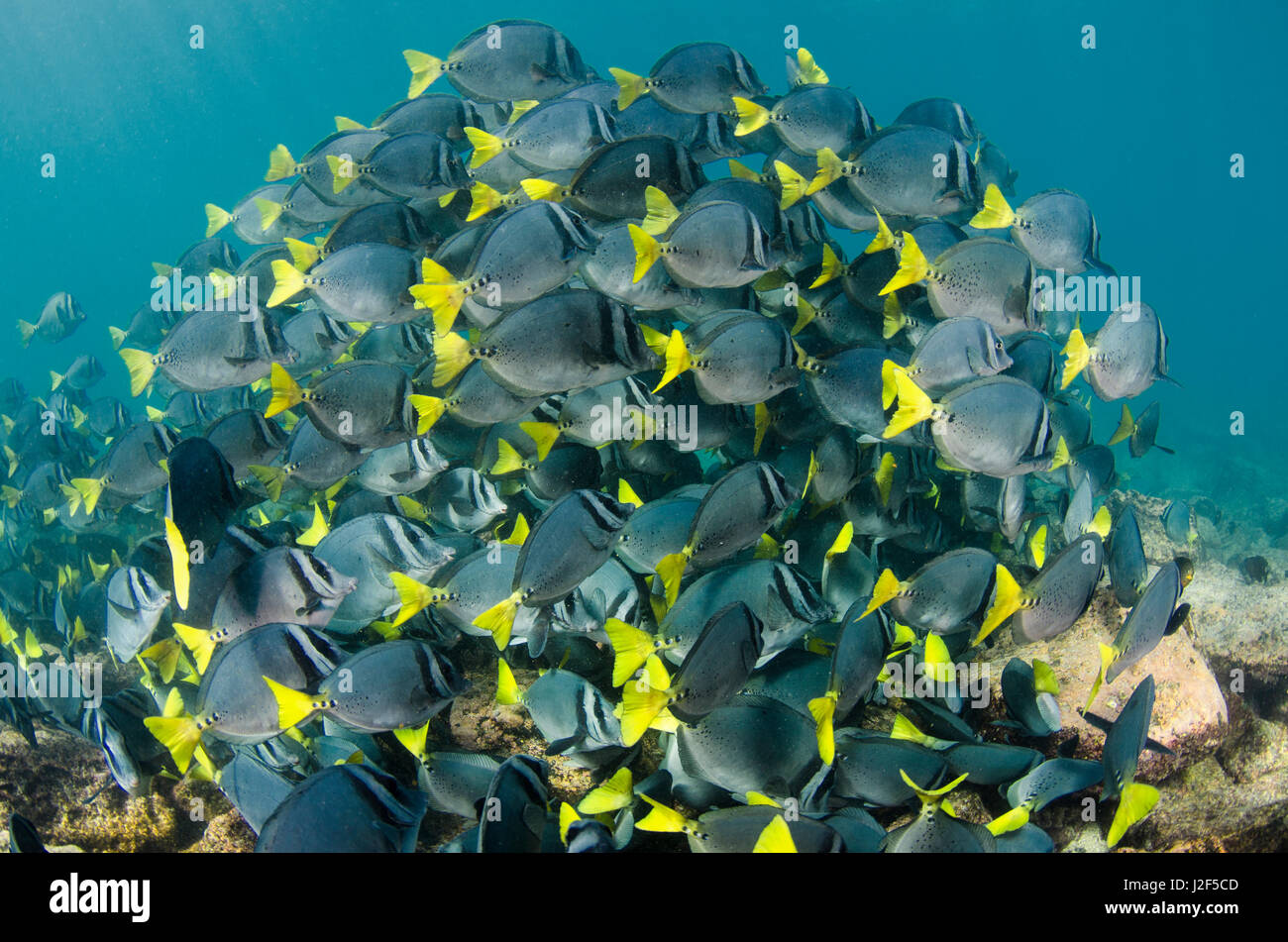 Yellowtail Surgeonfish (Prionurus laticlavus), Galapagos Islands ...