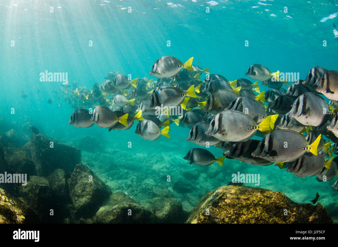 Yellowtail Surgeonfish (Prionurus laticlavus), Galapagos Islands ...