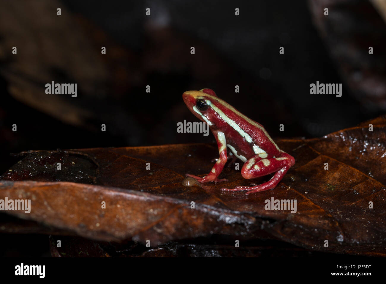 Anthony's Poison Arrow Frog (Epipedobates anthonyi) Captive, Southwest ...