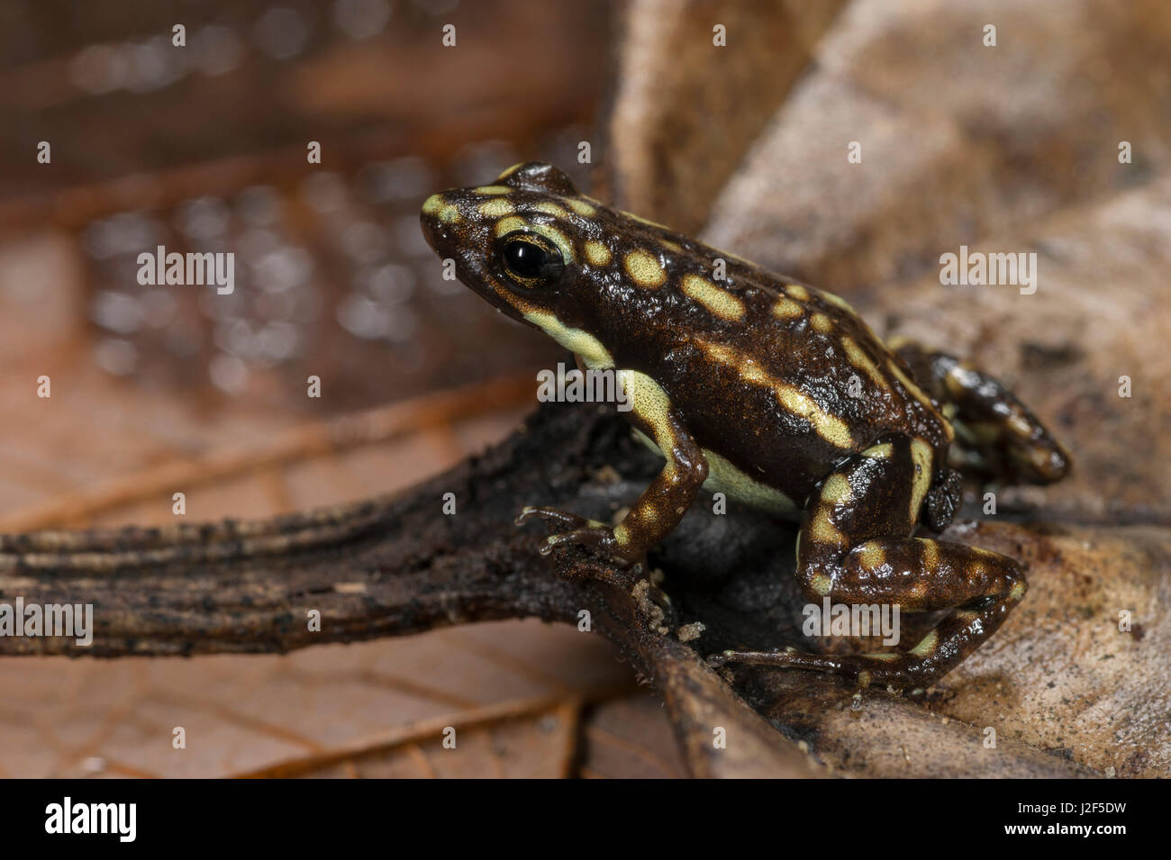 Poison Arrow Frog (Epipedobates darwinwallacei) Captive, Central ...