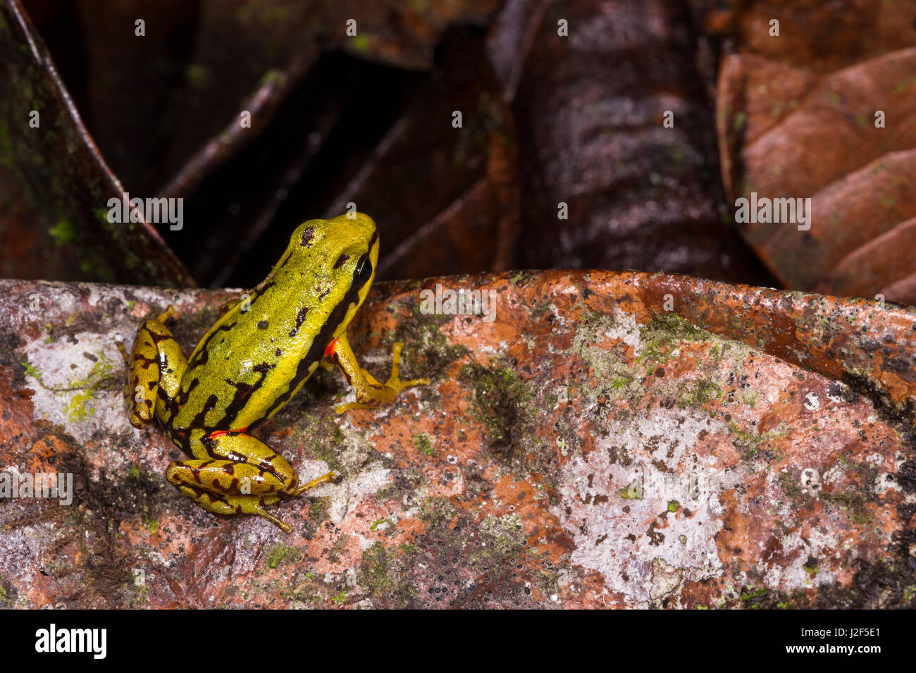Frog skin pattern hi-res stock photography and images - Alamy