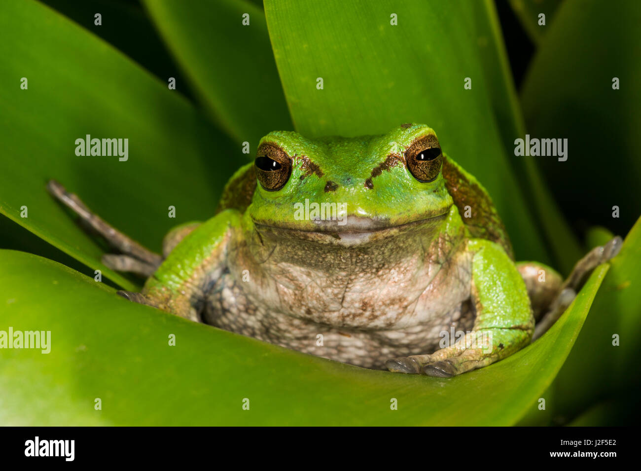 Andean Marsupial tree frog (Gastrotheca elicioi) Captive, Central and ...