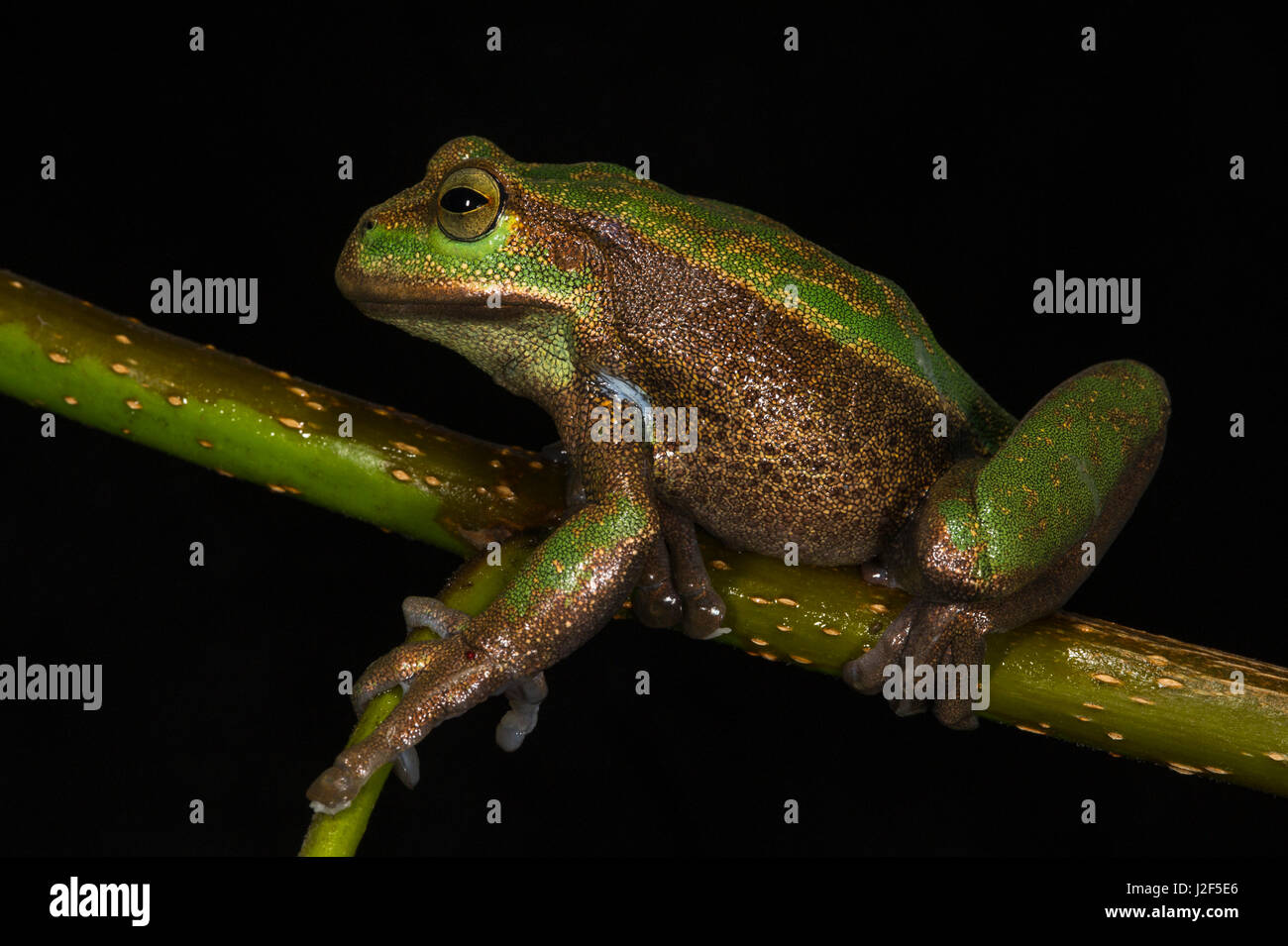 Silver Marsupial Frog (Gastrotheca plumbea) base of Chimborazo Volcano ...