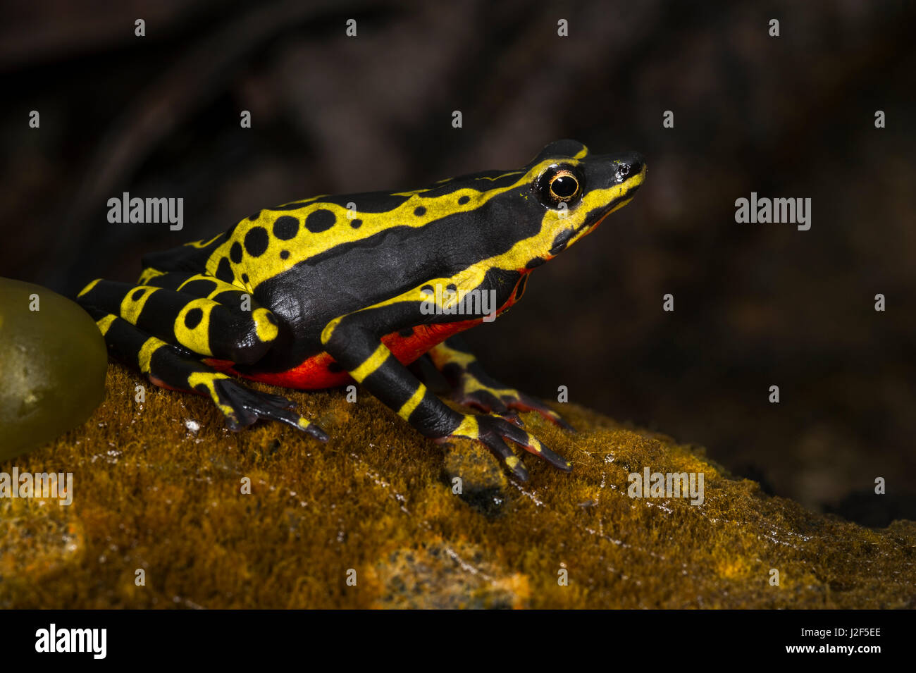 Lemon foot hi-res stock photography and images - Alamy