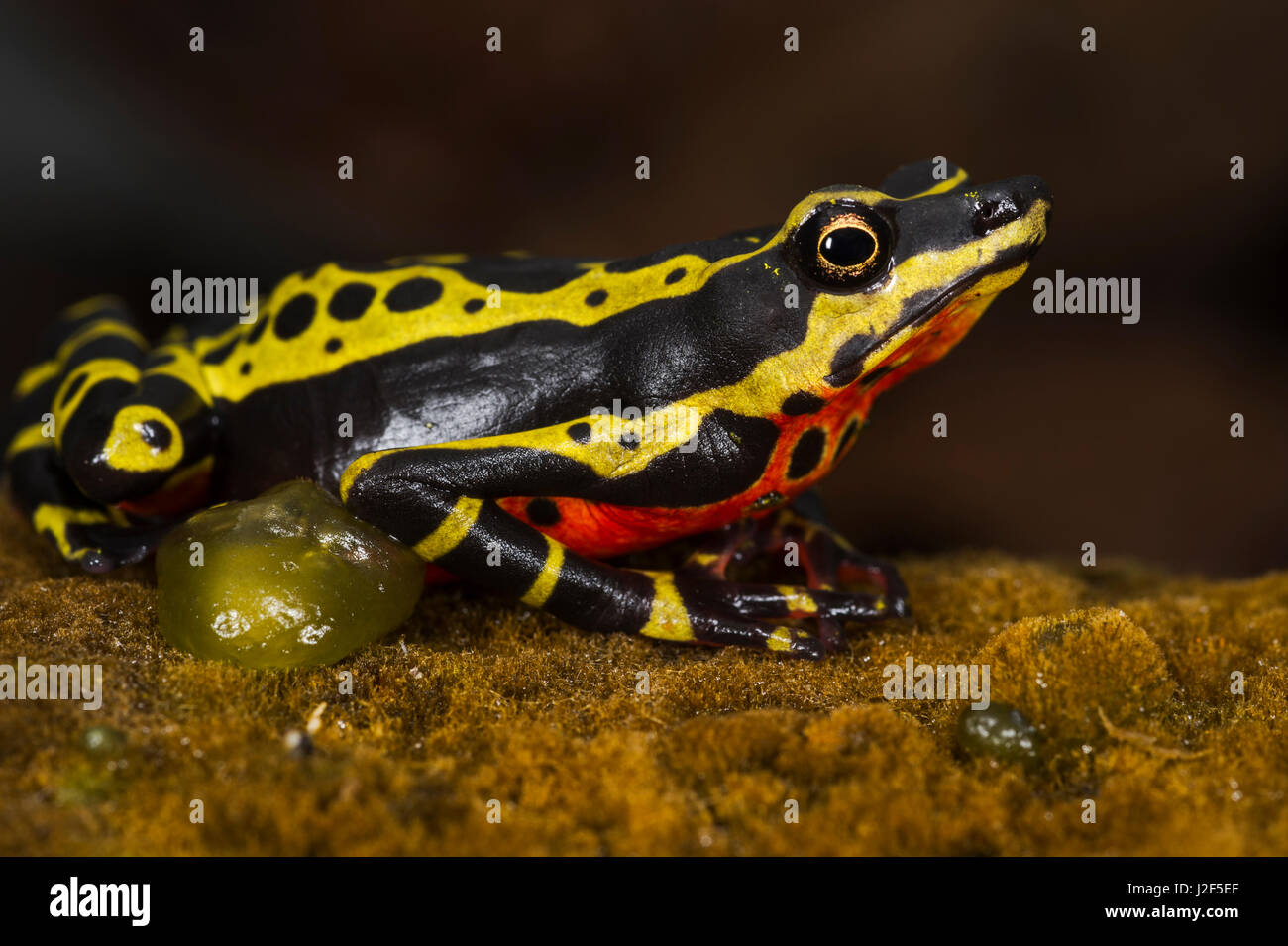 Lemon Harlequin Frog (Atelopus sp. spumarius complex) Captive, Amazon ...
