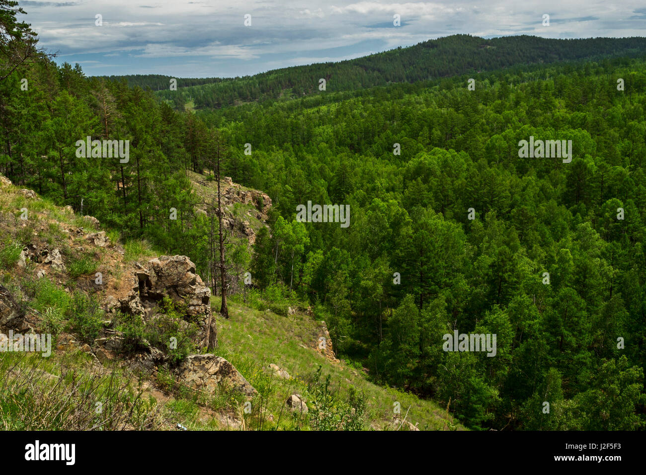 wilderness landscape forest with pine trees and rock Stock Photo - Alamy