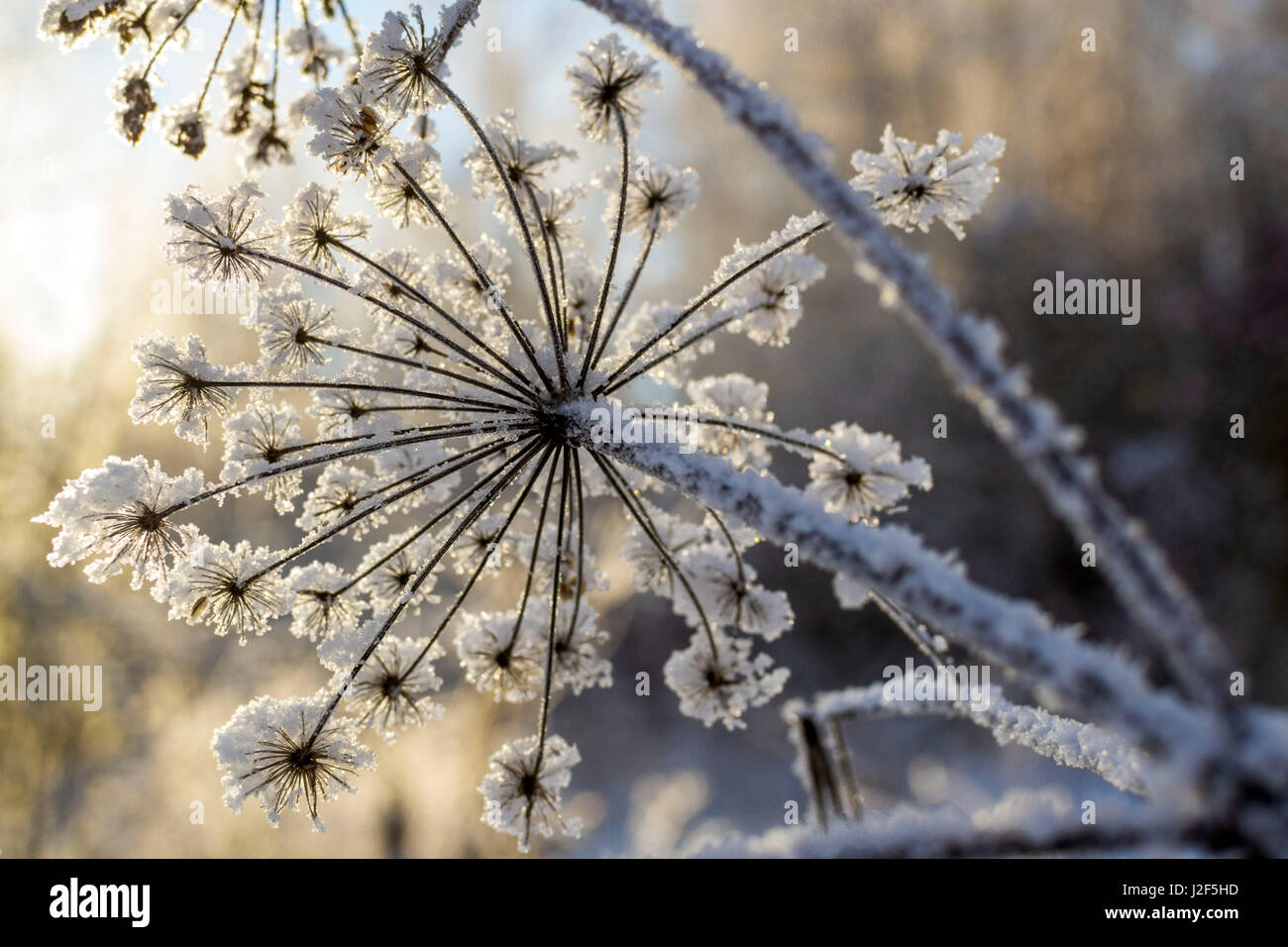 Frozen flower covered with frosty rime. Winter floral background ...