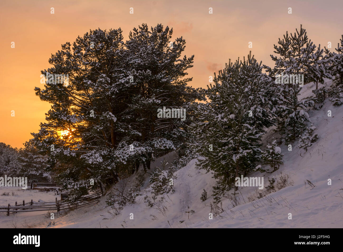 Beautiful winter sunset with trees in the snow, pine forest, ountryside ...