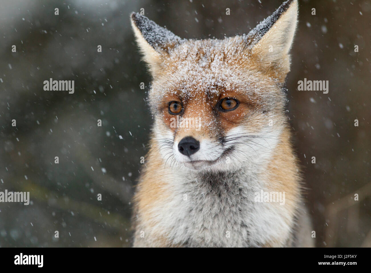 Portrait of a red fox Stock Photo - Alamy