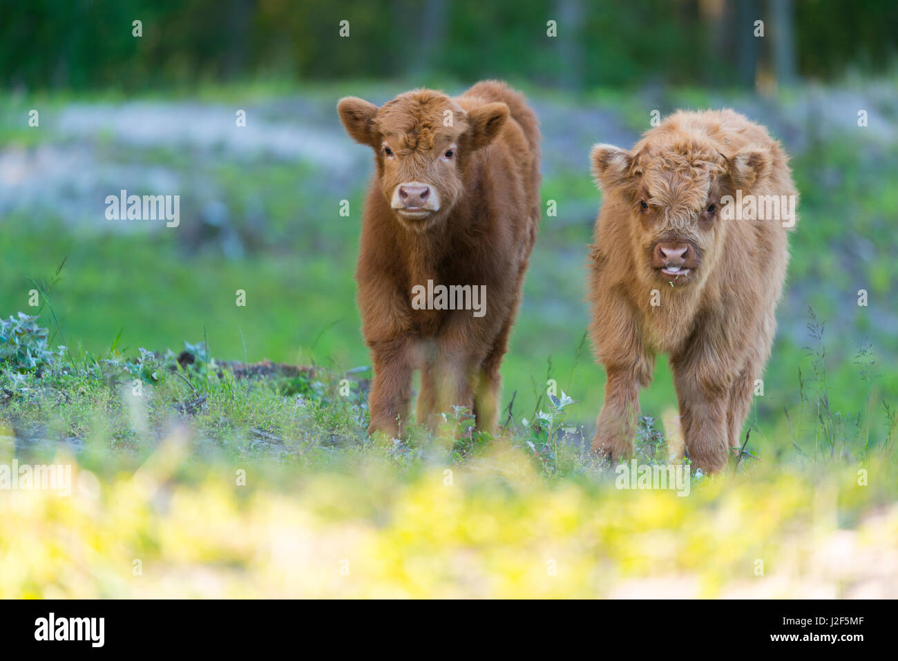 highland cattle calves Stock Photo - Alamy