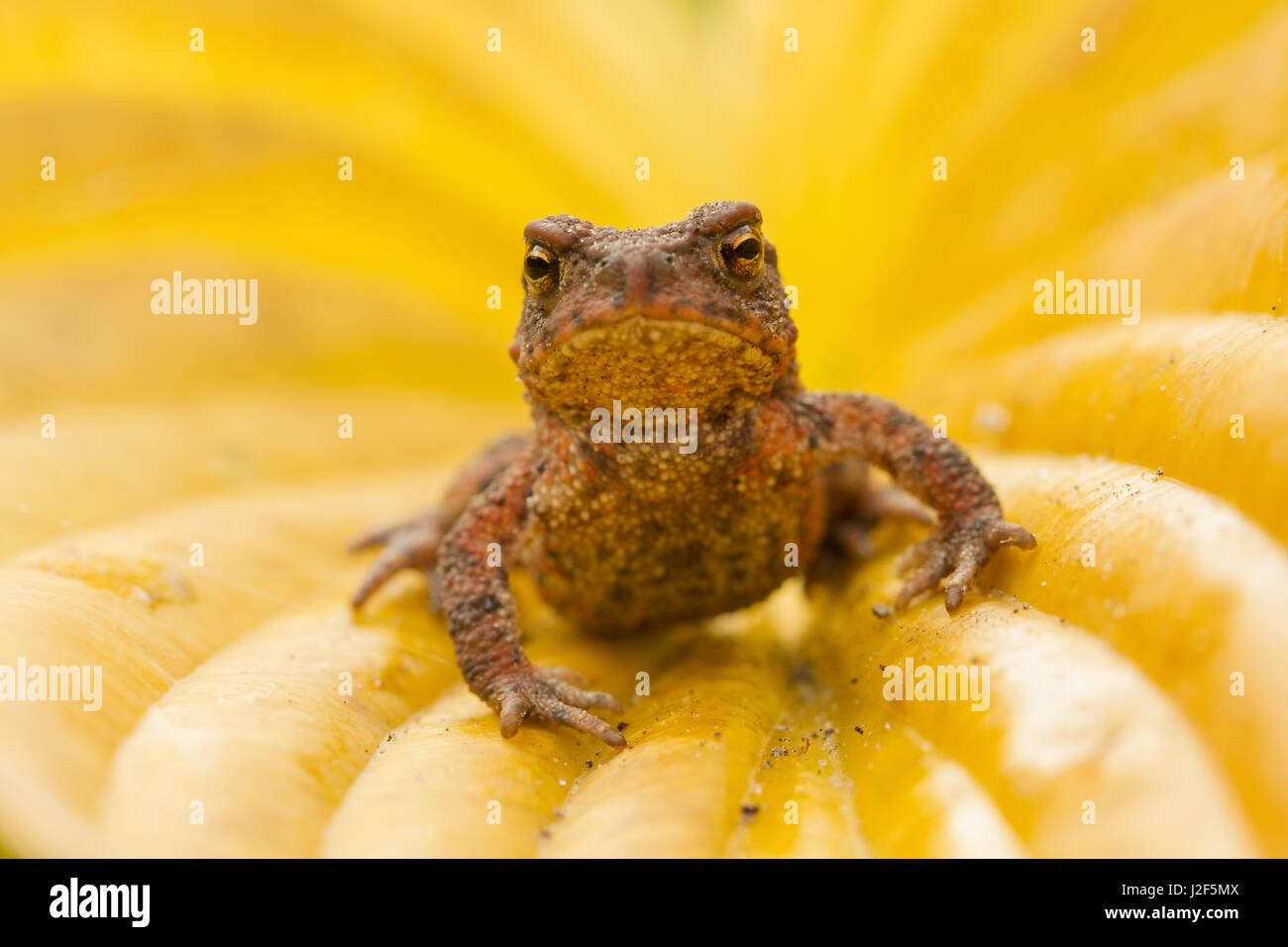 Young Common Toad (Bufo bufo) on yellow leaf Stock Photo - Alamy