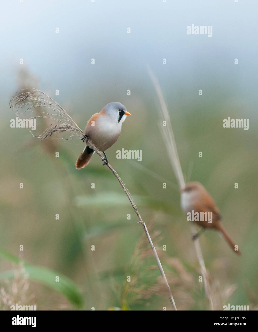 Bearded reedling in reedbed Stock Photo - Alamy