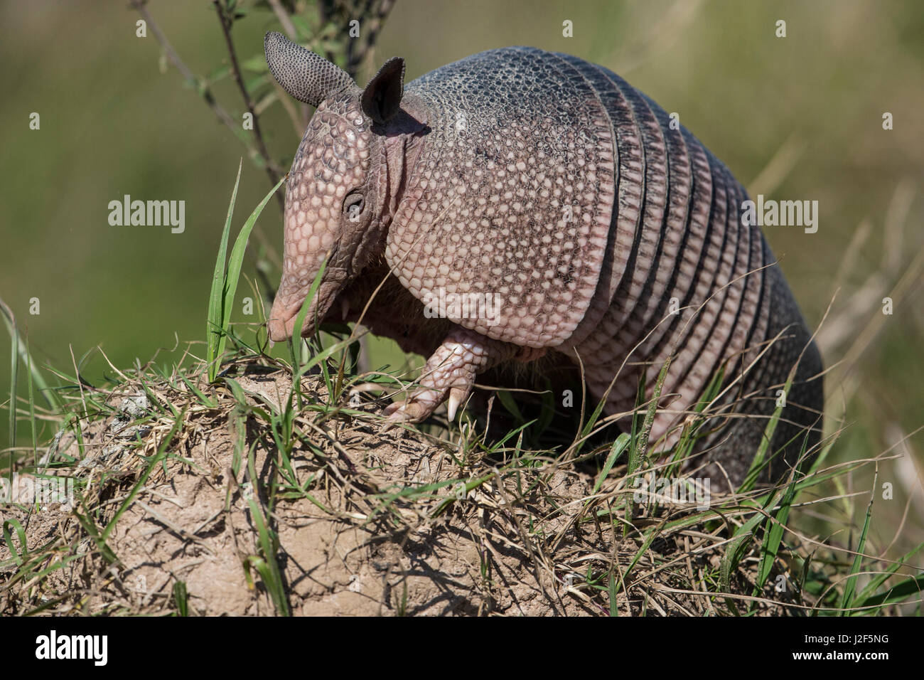 Nine-banded Armadillo (Dasypus novemcinctus) searching for ants and ...