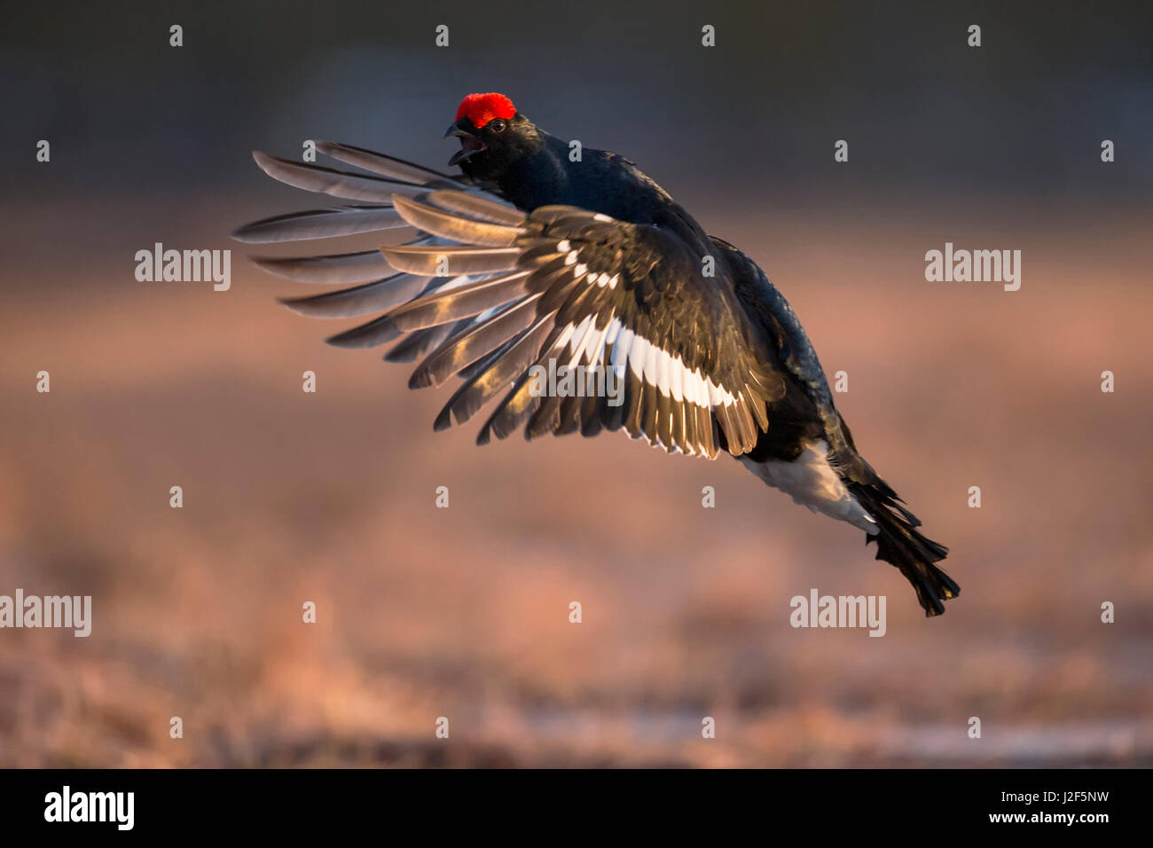 Flying red grouse hi-res stock photography and images - Alamy