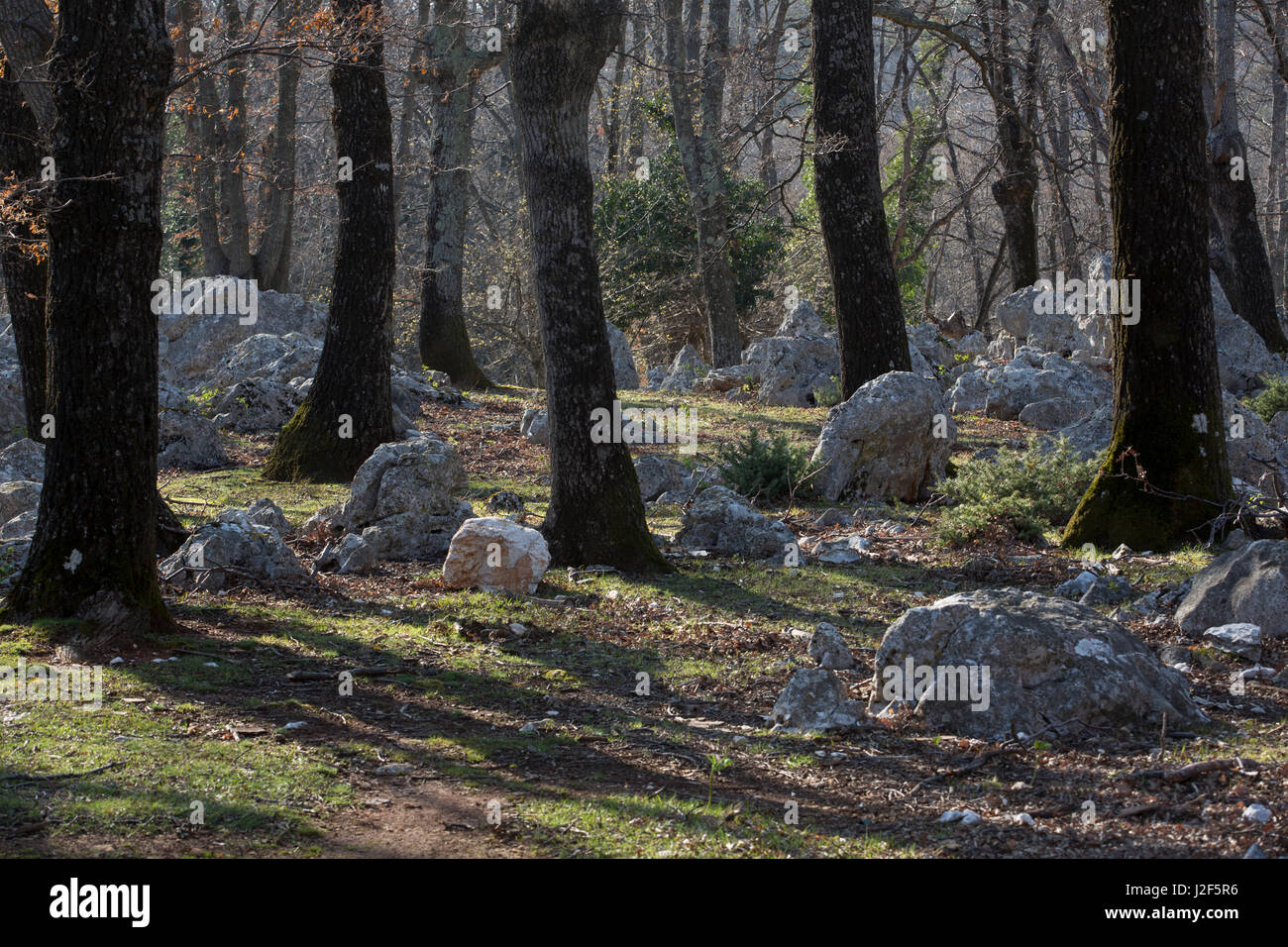 The scenery in backlight in this nature reserve Cres looks rough Stock ...