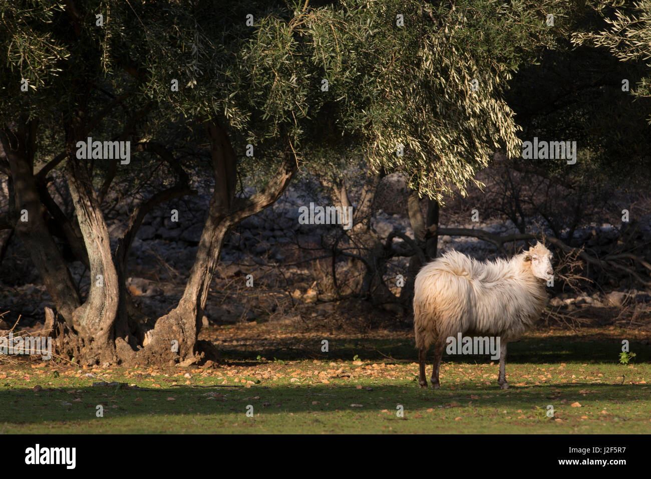 Olive tree sheep hi-res stock photography and images - Alamy