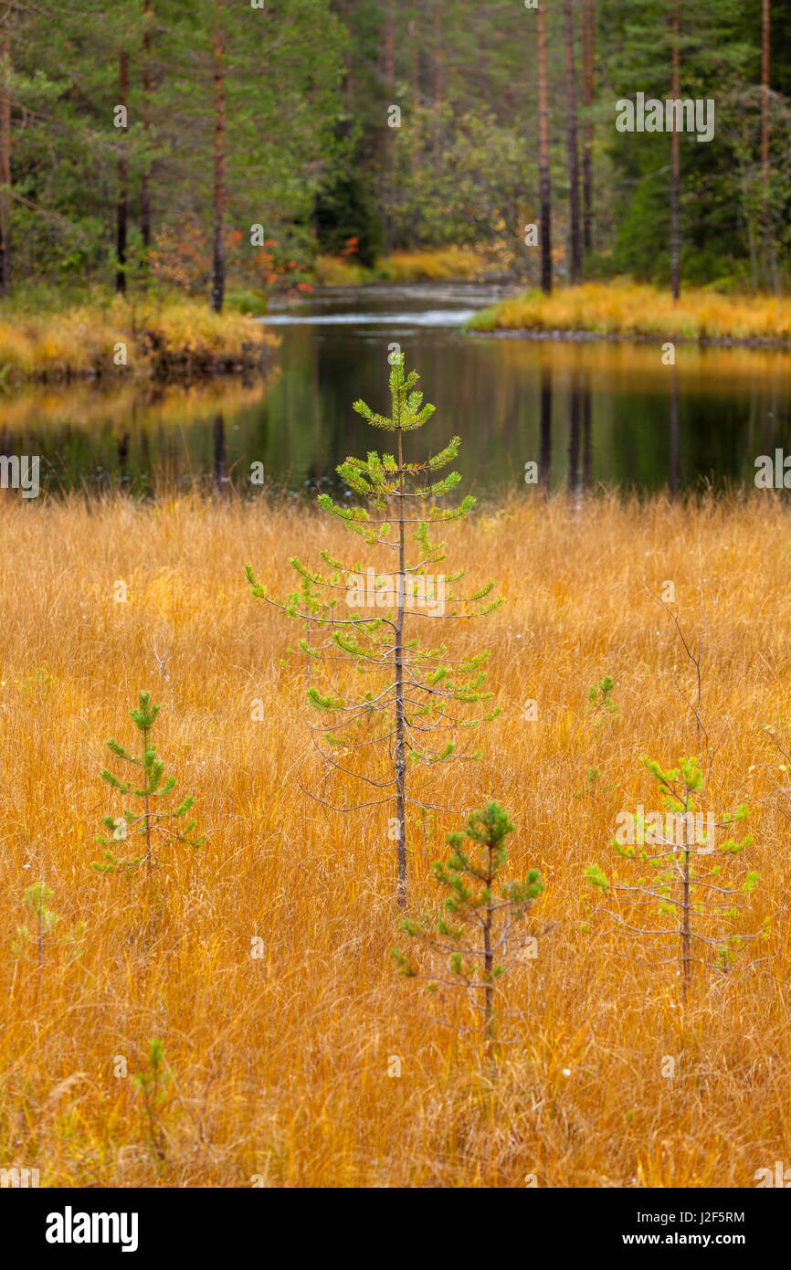young spruce in a swamp Stock Photo - Alamy