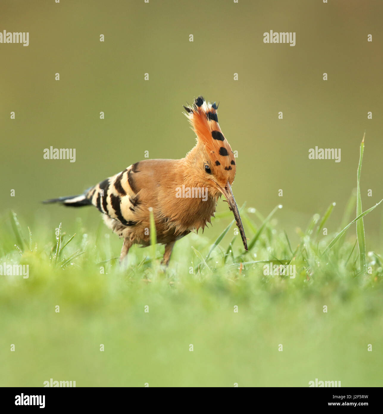 Searching for prey animal hi-res stock photography and images - Alamy