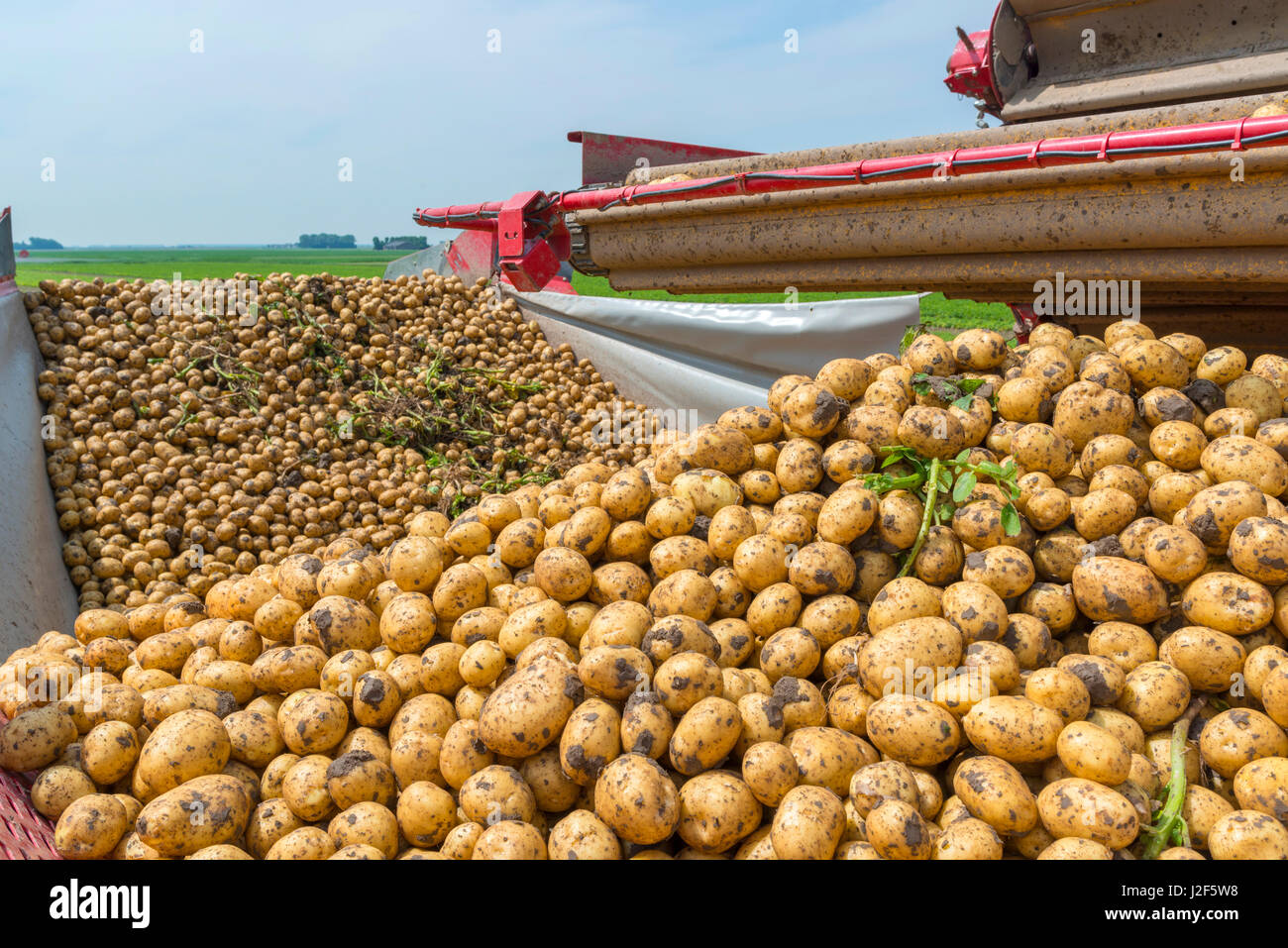 harvesting early potatoes in the Netherlands Stock Photo - Alamy