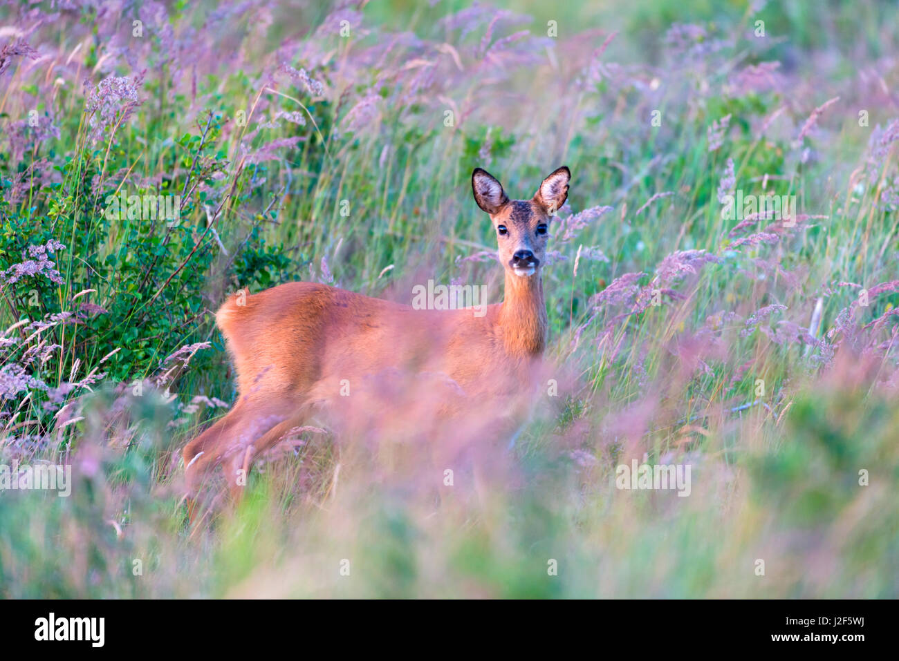 Wildlife in grassland hi-res stock photography and images - Alamy