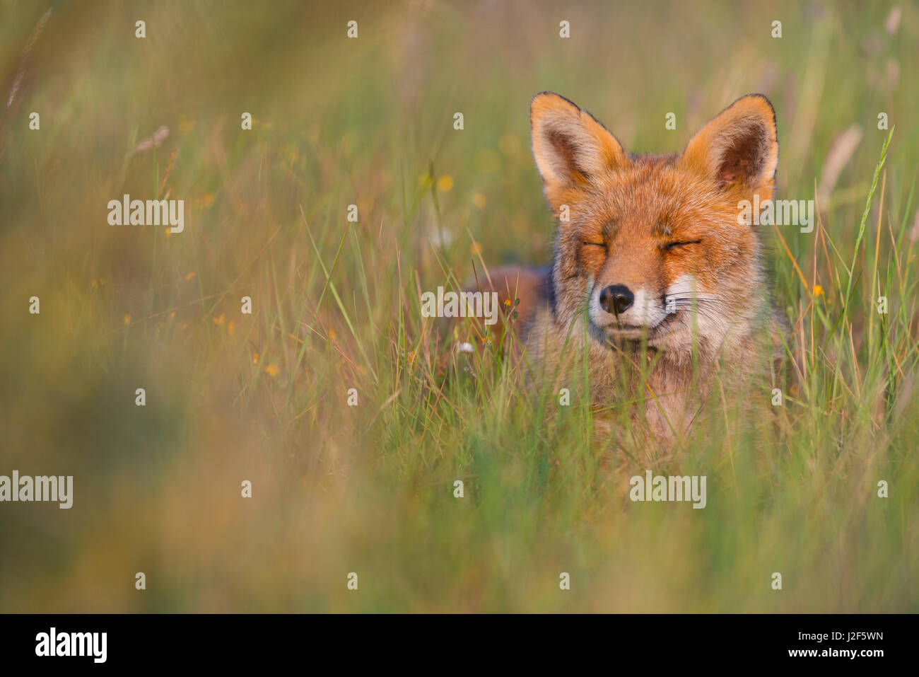 Summer fox hi-res stock photography and images - Alamy