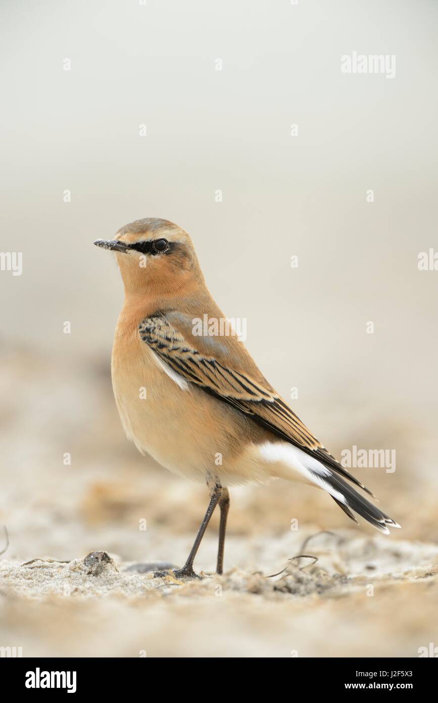 First winter male Greenland Wheatear foraging on beach of DÃ¼ne during ...
