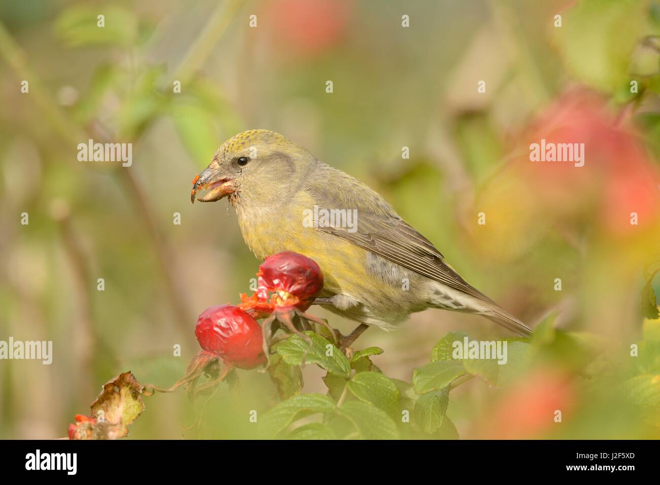 Rosa rugosa hips bird hi-res stock photography and images - Alamy